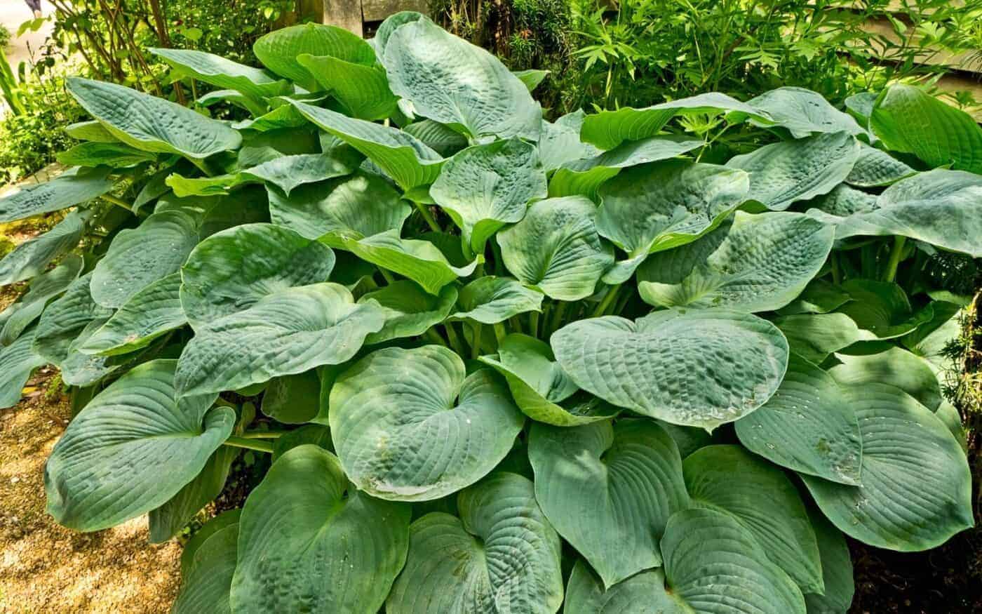 15+ giant hostas 🌿 🌳 These large varieties can transform your garden