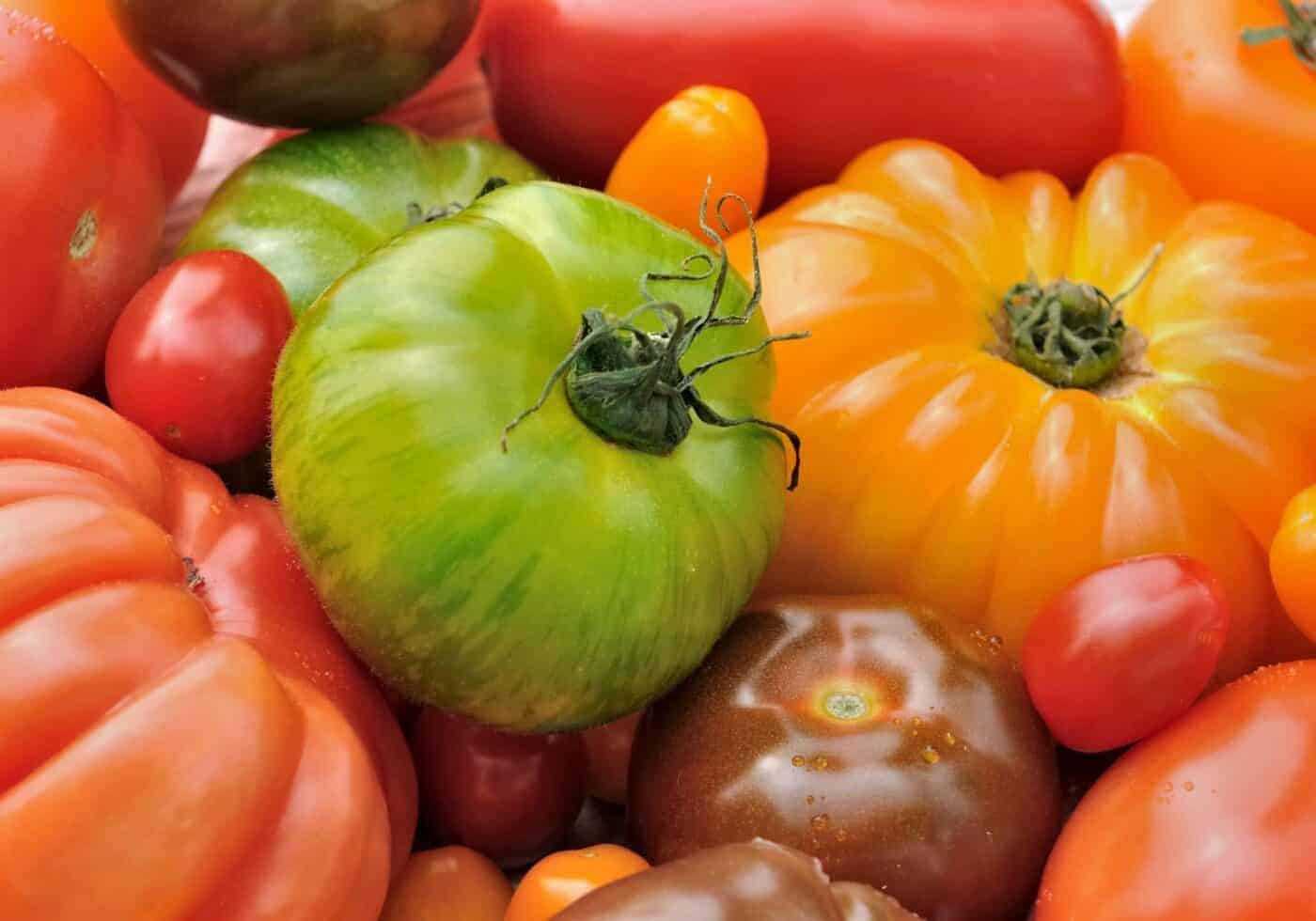 Green Zebra tomato 🌱 🦓 Tips and tricks for cultivating this unique tomato