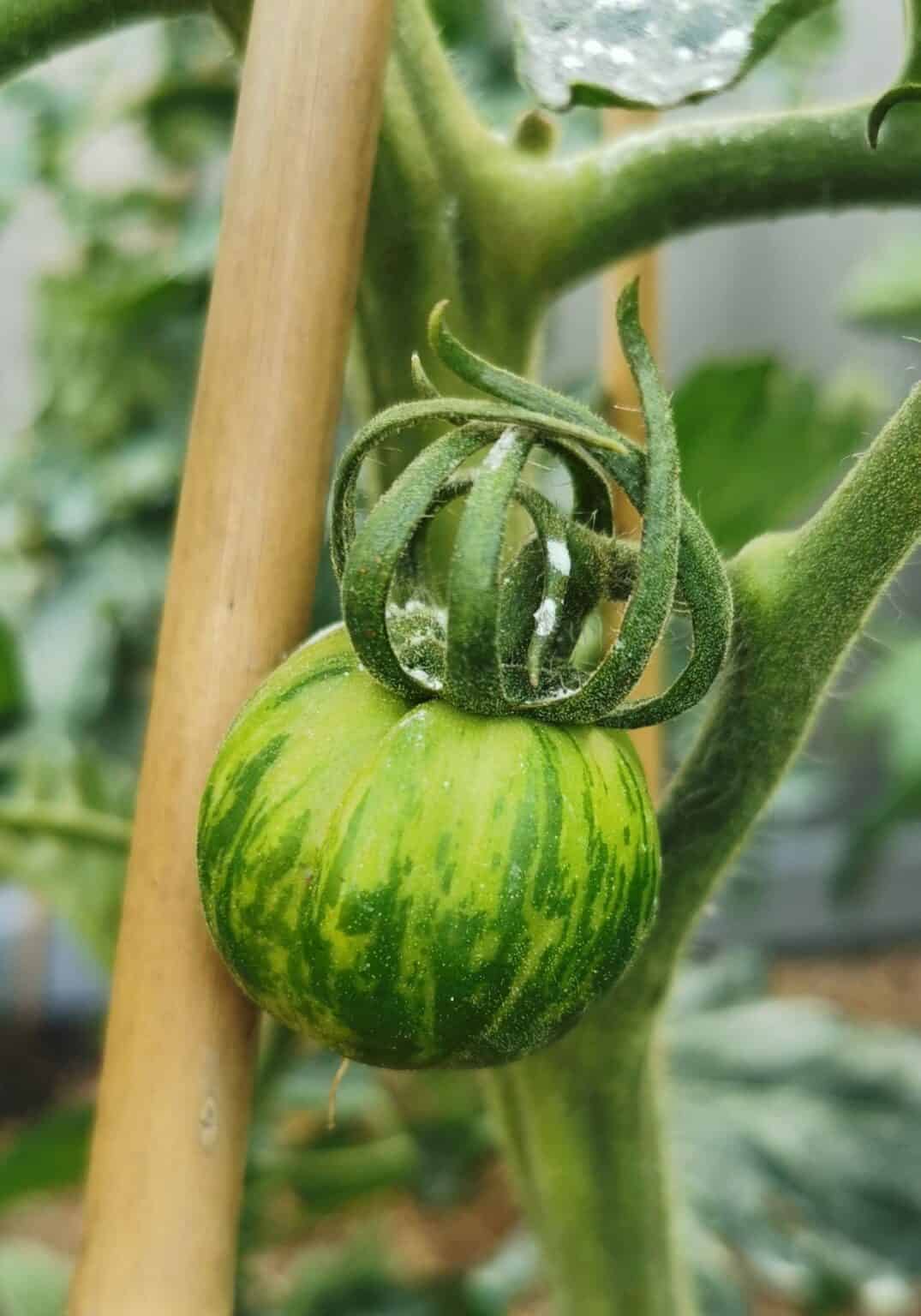 Green Zebra tomato 🌱 🦓 Tips and tricks for cultivating this unique tomato