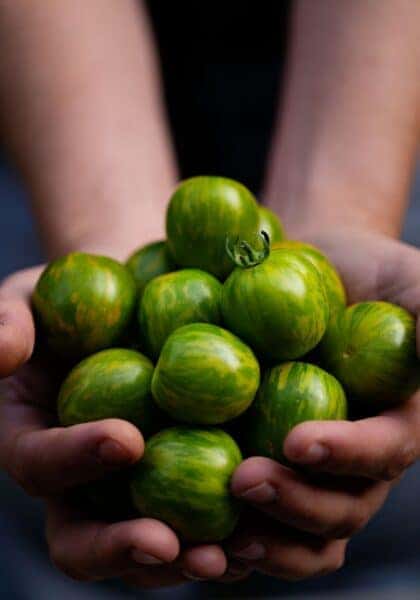 Green Zebra tomato 🌱 🦓 Tips and tricks for cultivating this unique tomato