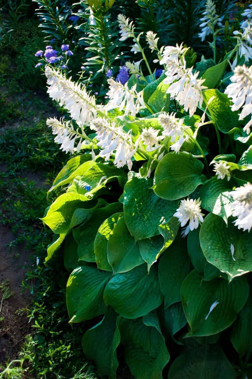 15+ giant hostas 🌿 🌳 These large varieties can transform your garden