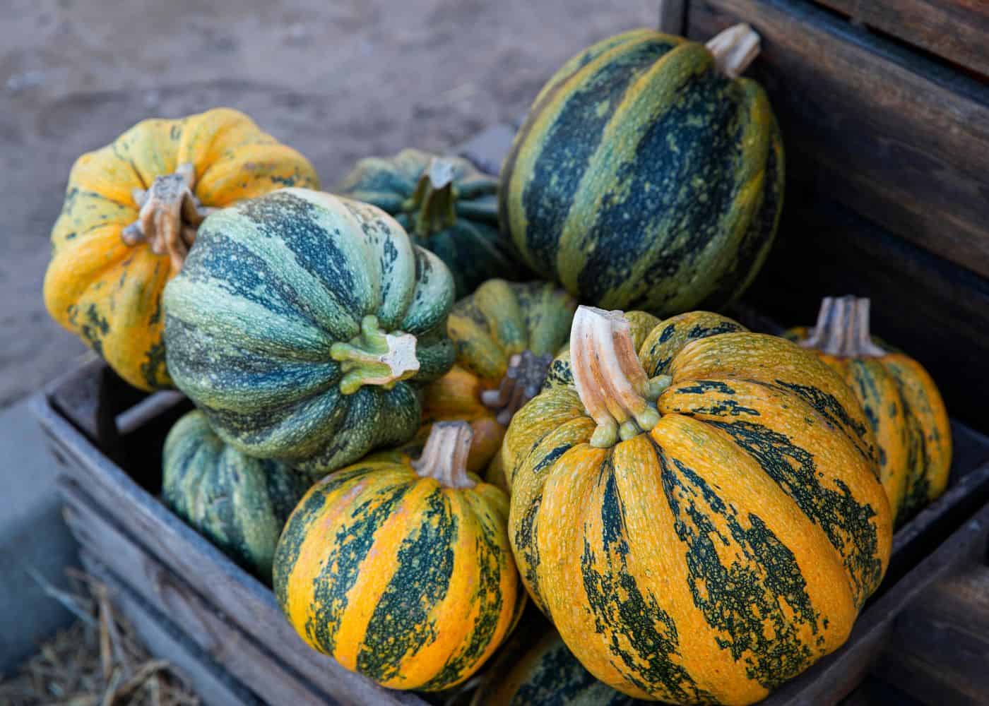 Types of pumpkins 🍂 🎃 Explore the diverse and colorful world of pumpkins!