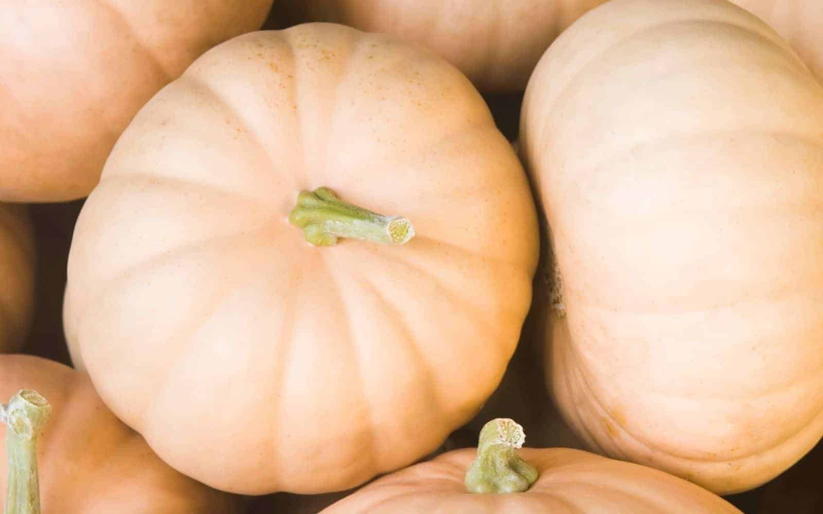 20+ yellow pumpkins 🎃 💛 Discover these cheerful varieties and uses!