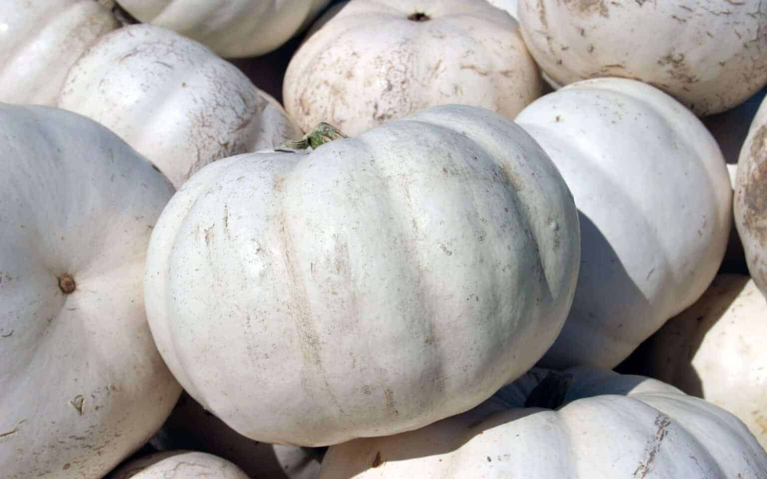 30+ white pumpkins 🎃 ⚪ BEST varieties for ghostly fall decor