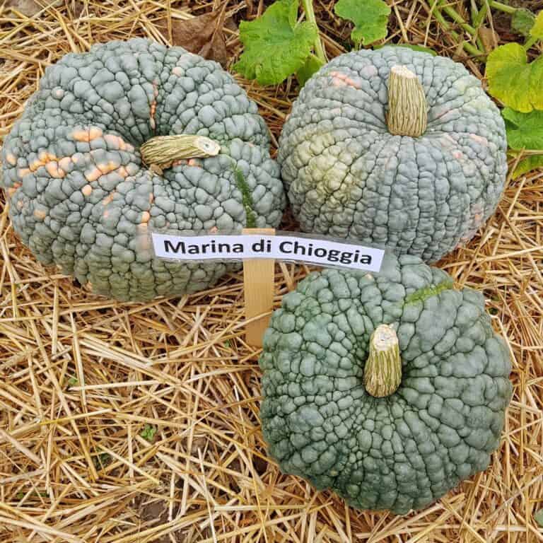 30+ green pumpkins 💚 🎃 Discover the BEST varieties to look for