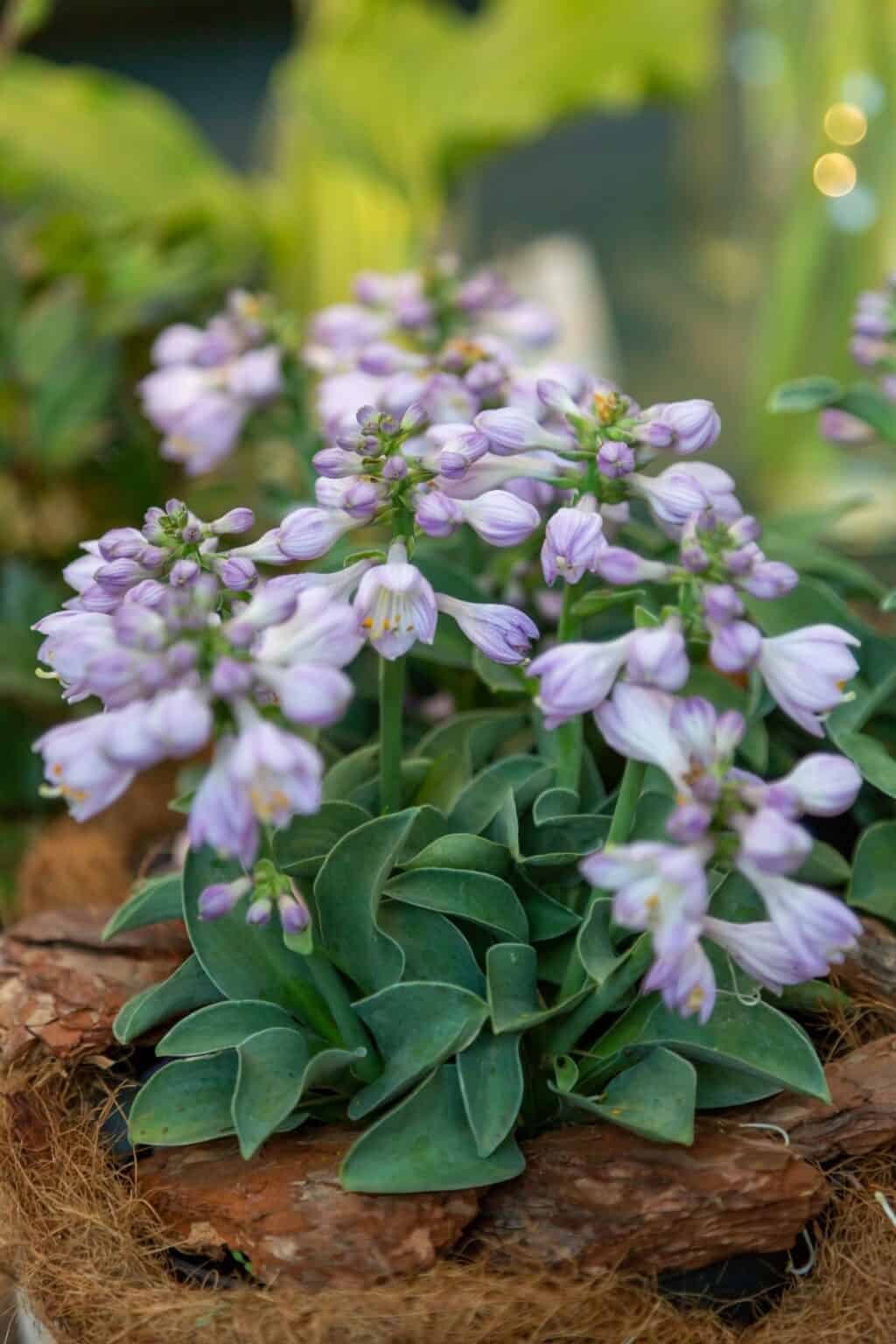17+ mini hostas 🌱 💚 Create charming spaces with these compact plants