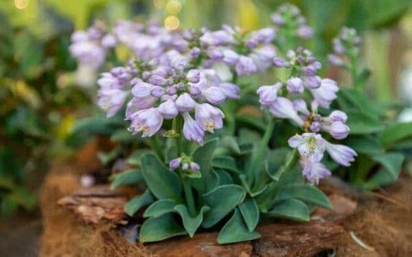 17+ mini hostas 🌱 💚 Create charming spaces with these compact plants