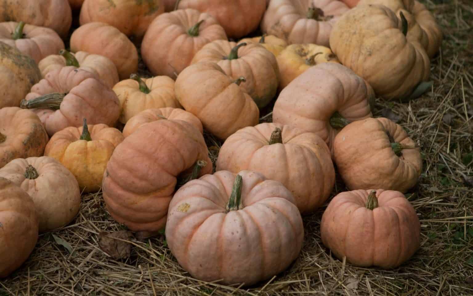 Fairytale Pumpkin: French Heirloom Musquée de Provence Variety Pumpkins
