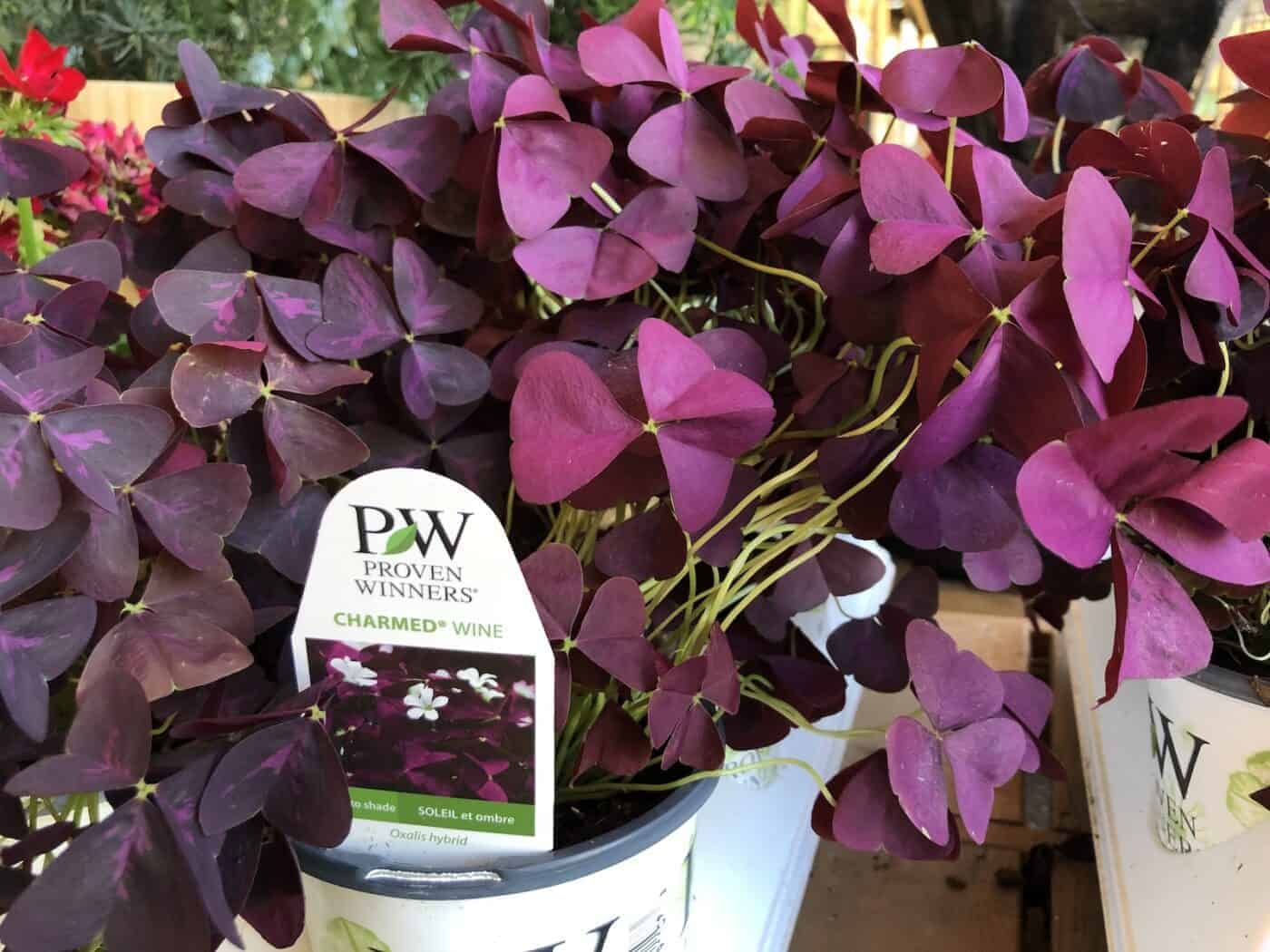 Oxalis triangularis 🍀 💜 Dive into the world of this purple shamrock plant