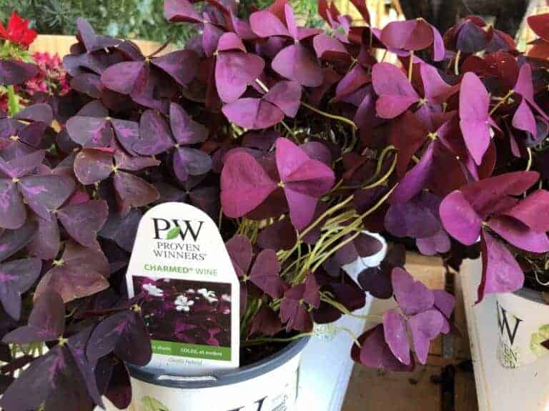 Oxalis triangularis 🍀 💜 Dive into the world of this purple shamrock plant
