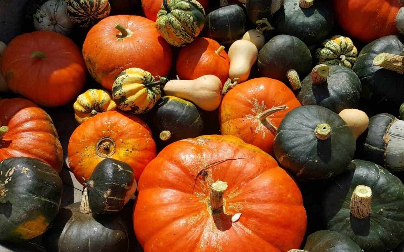 23+ best pumpkins for pie 🥧 🎃 Gourmet varieties to elevate your baking ...