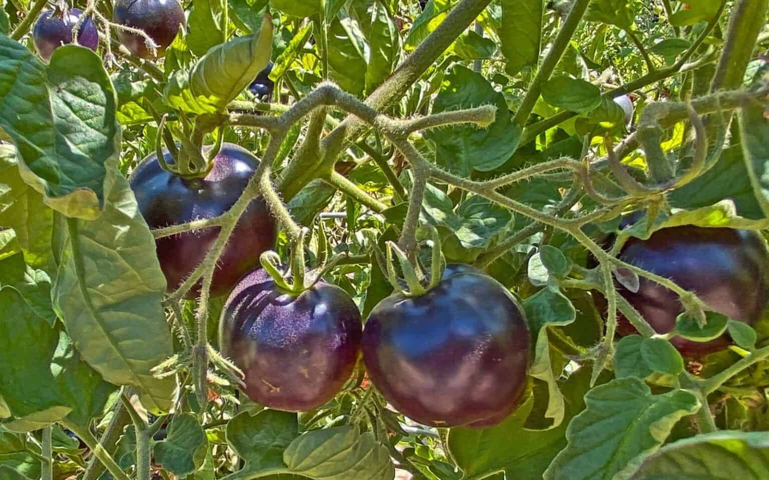 15+ purple tomatoes 💜 🍅 BEST varieties, growing tips, and culinary uses
