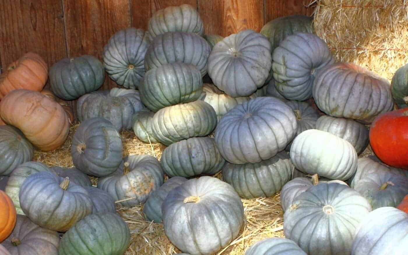 20+ blue pumpkins 💎 🎃 BEST varieties for fall decor