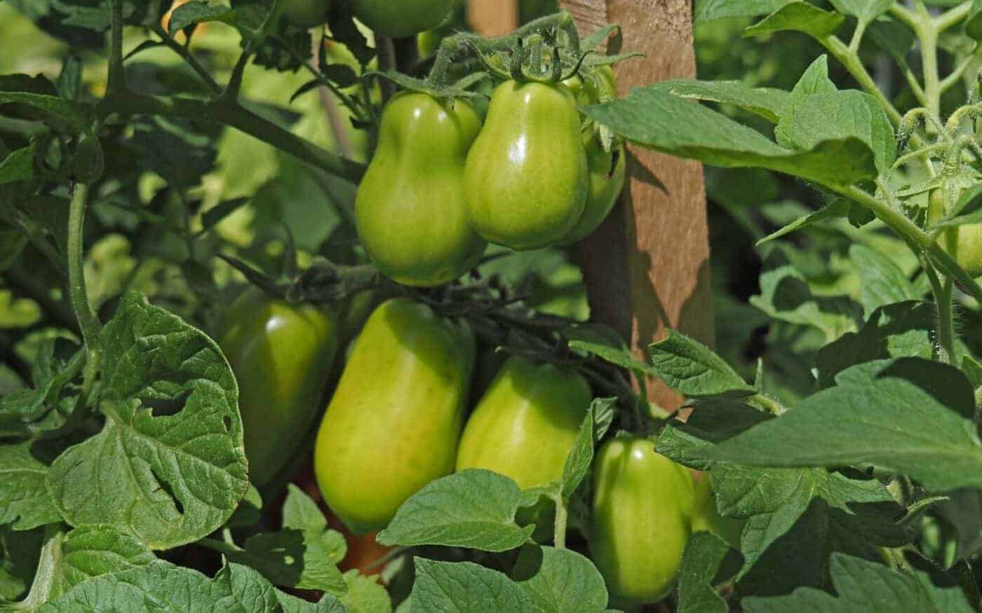 Roma tomato 🍅 🌿 Discover the secrets to growing and enjoying this ...