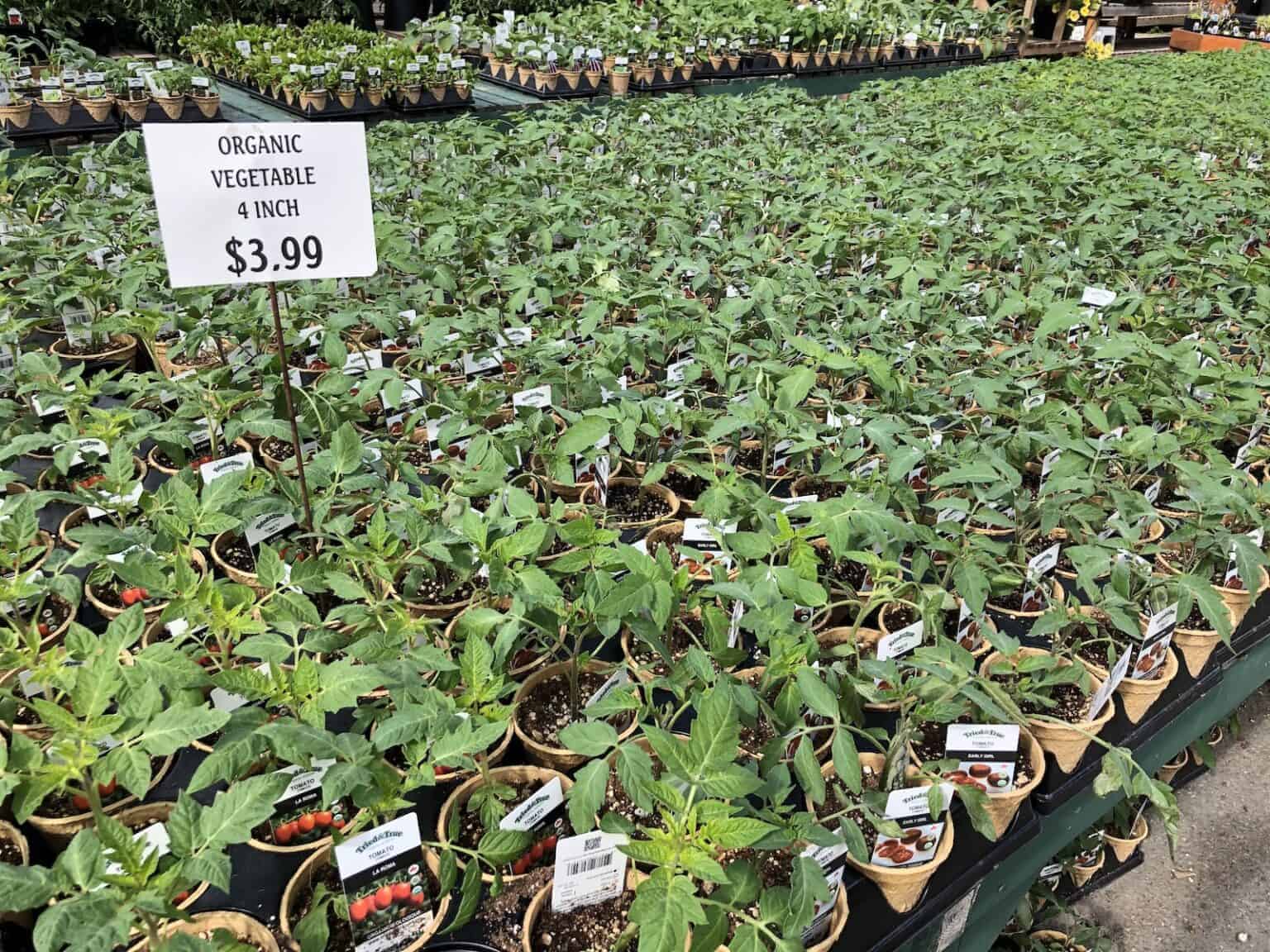 Roma tomato 🍅 🌿 Discover the secrets to growing and enjoying this ...