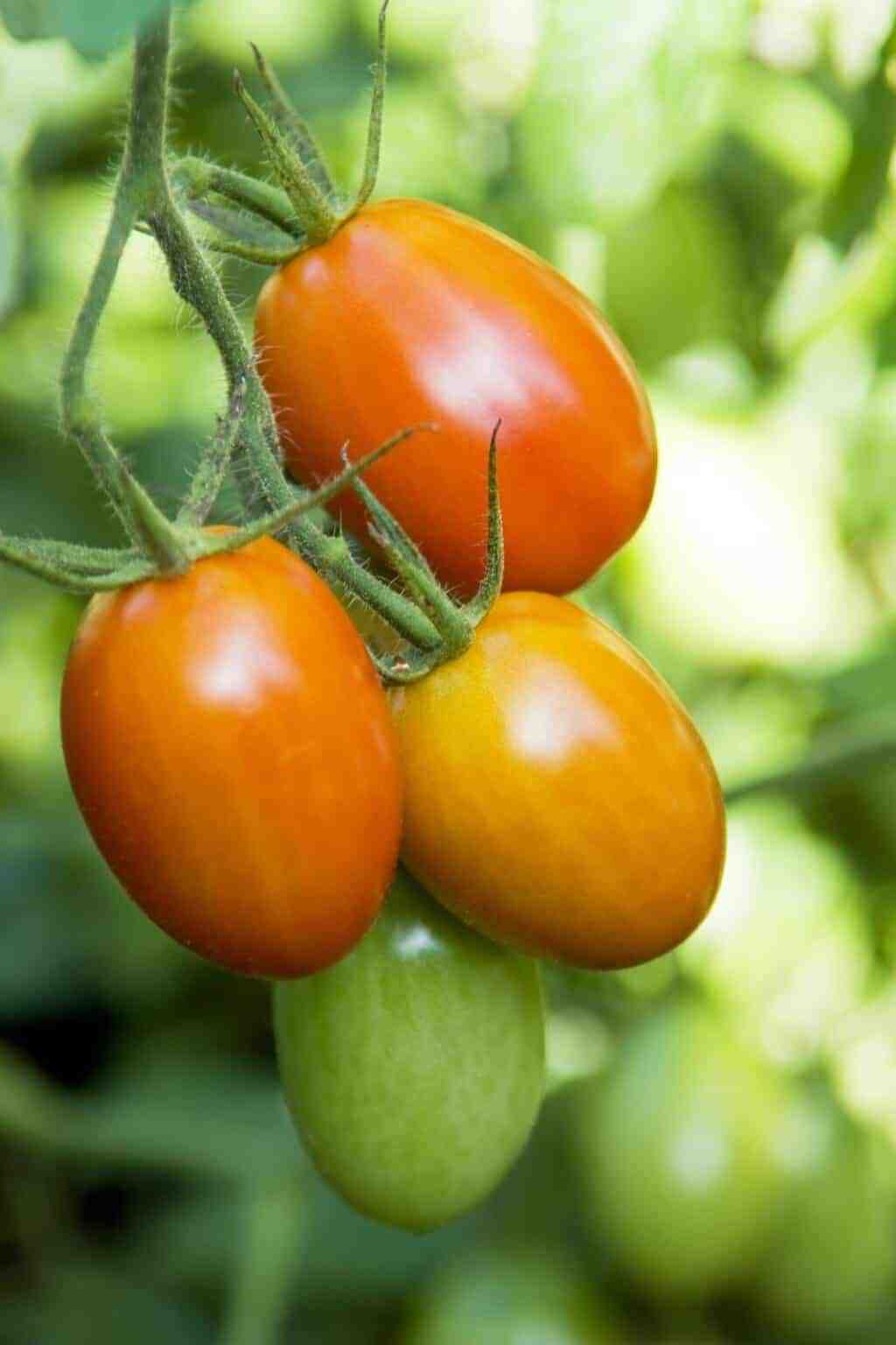 Roma tomato 🍅 🌿 Discover the secrets to growing and enjoying this ...