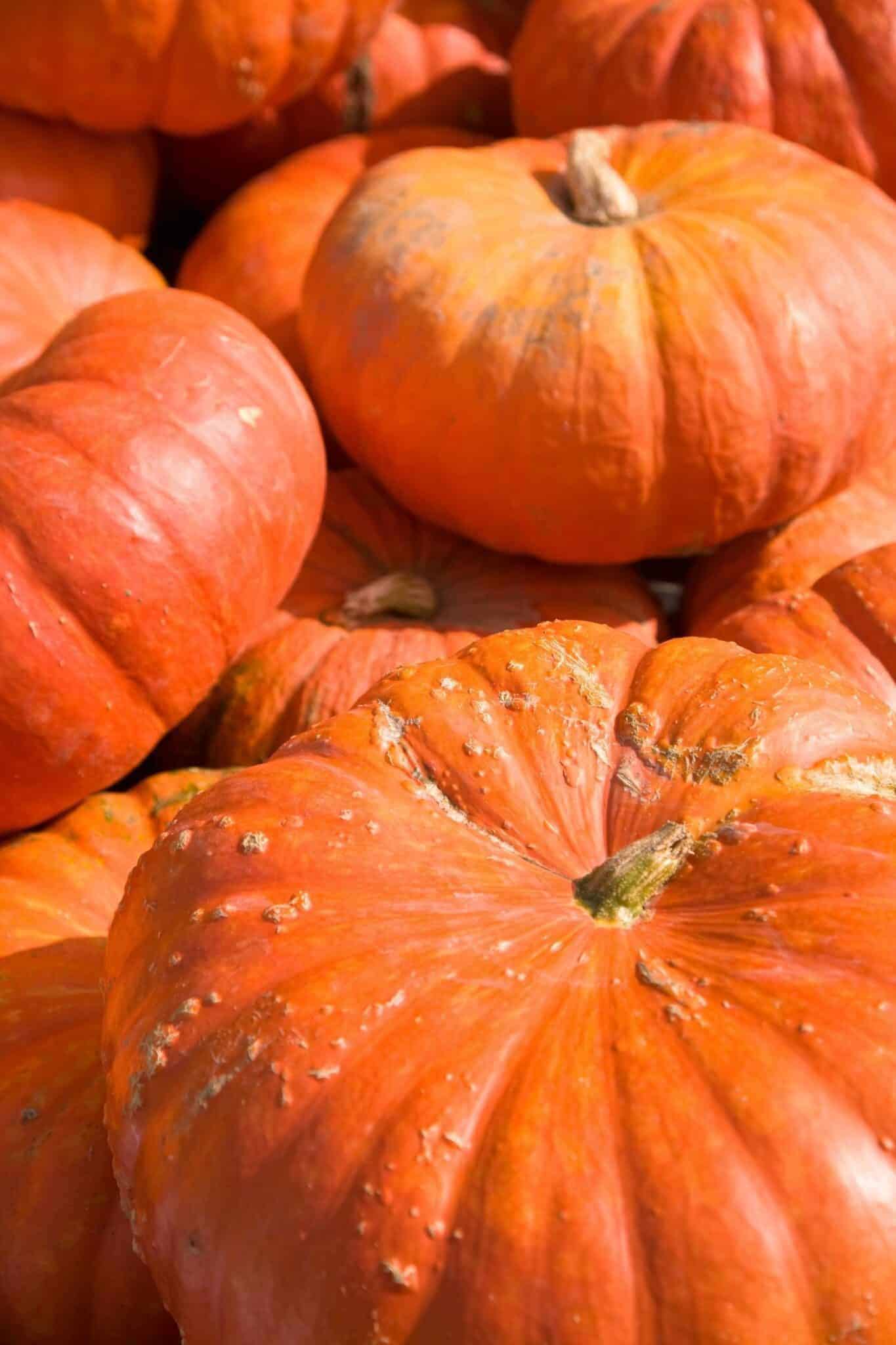 300+ pumpkin varieties 🎃 🍂 Discover the array of colors, shapes, and ...