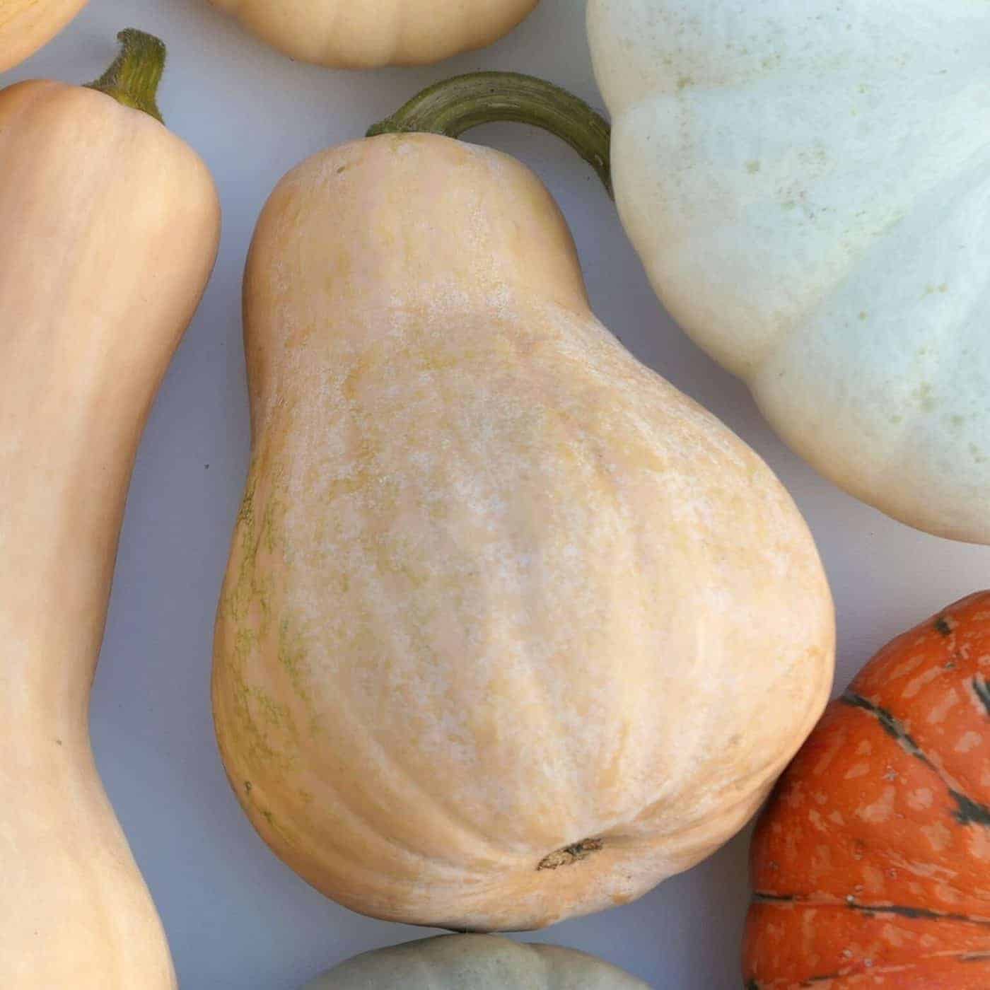 Seminole pumpkin 🌿 🎃 Discover the rich history and versatile uses of ...