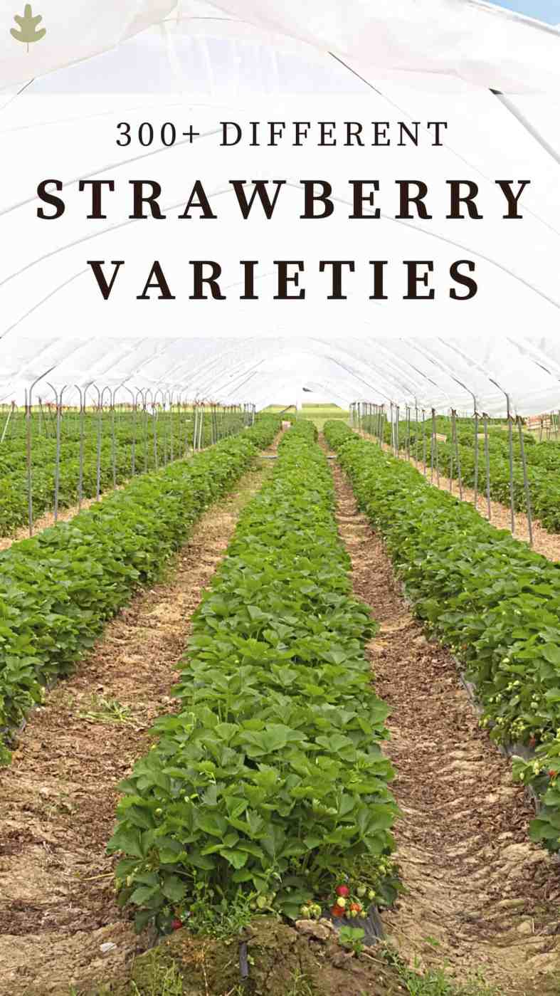 Strawberry Varieties: A Berry-Licious Guide To Different Types Of ...