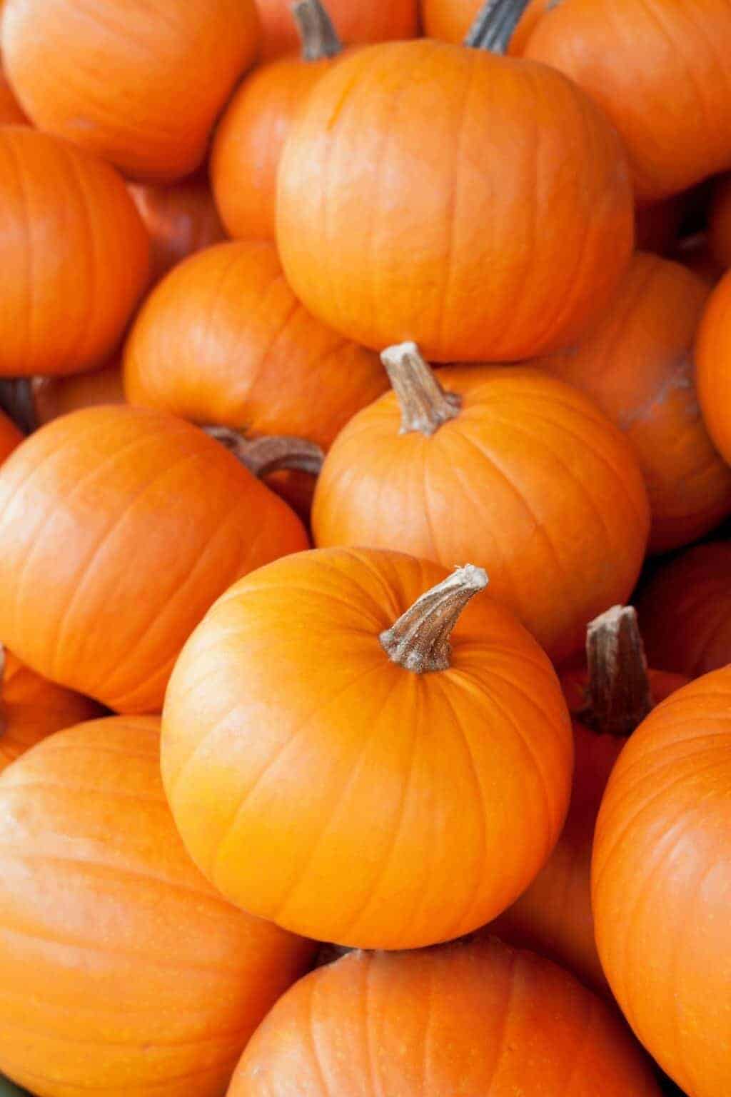 Sugar Pie pumpkin ???? ???? An adorable variety for decor and baking