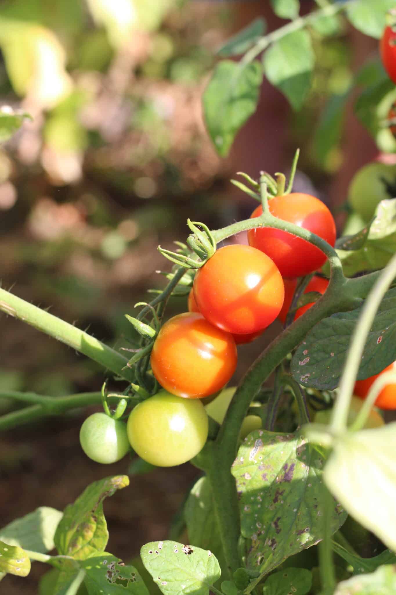 SunGold tomato 🌞 🍅 Discover the sweetness and vibrant taste of this ...