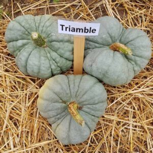 30+ green pumpkins 💚 🎃 Discover the BEST varieties to look for