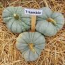 30+ green pumpkins 💚 🎃 Discover the BEST varieties to look for