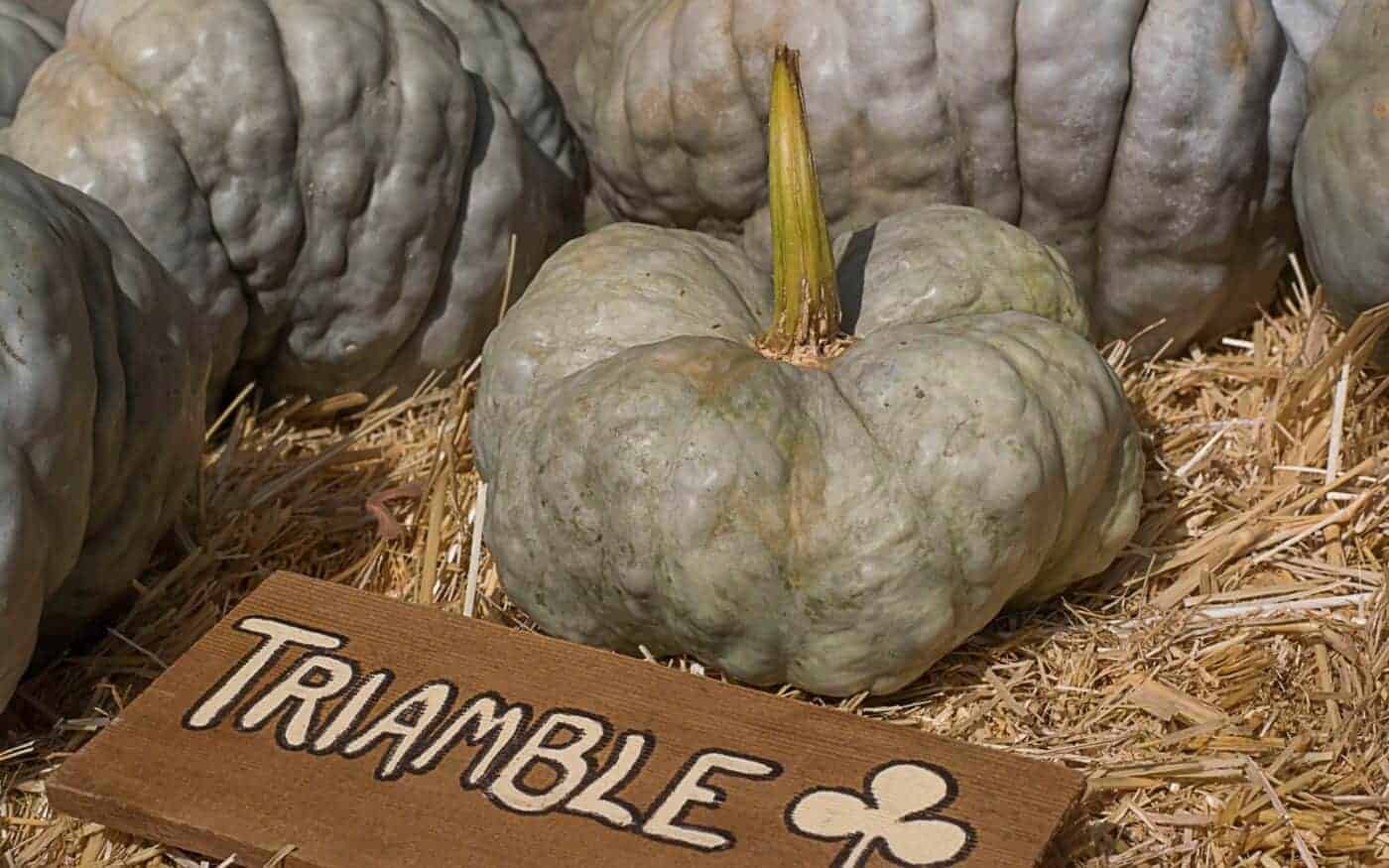 30+ green pumpkins 💚 🎃 Discover the BEST varieties to look for