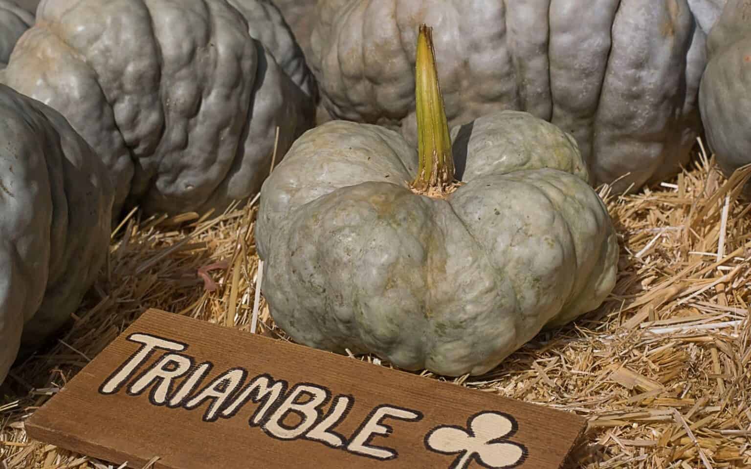 30+ green pumpkins 💚 🎃 Discover the BEST varieties to look for