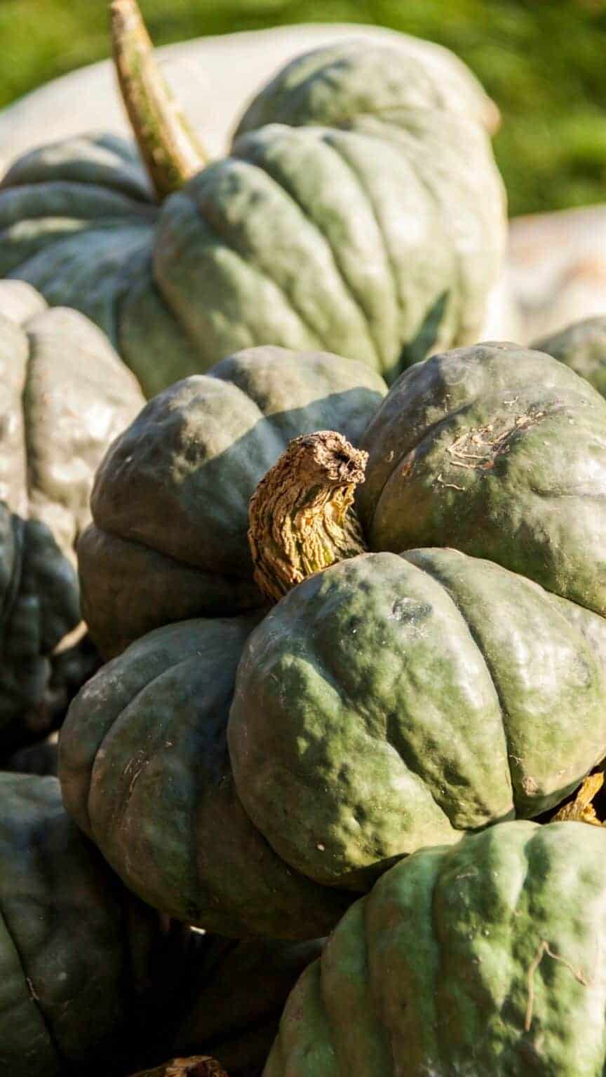 30+ green pumpkins 💚 🎃 Discover the BEST varieties to look for