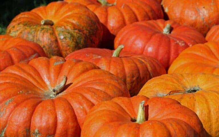 The most popular types of pumpkins | Home for the Harvest
