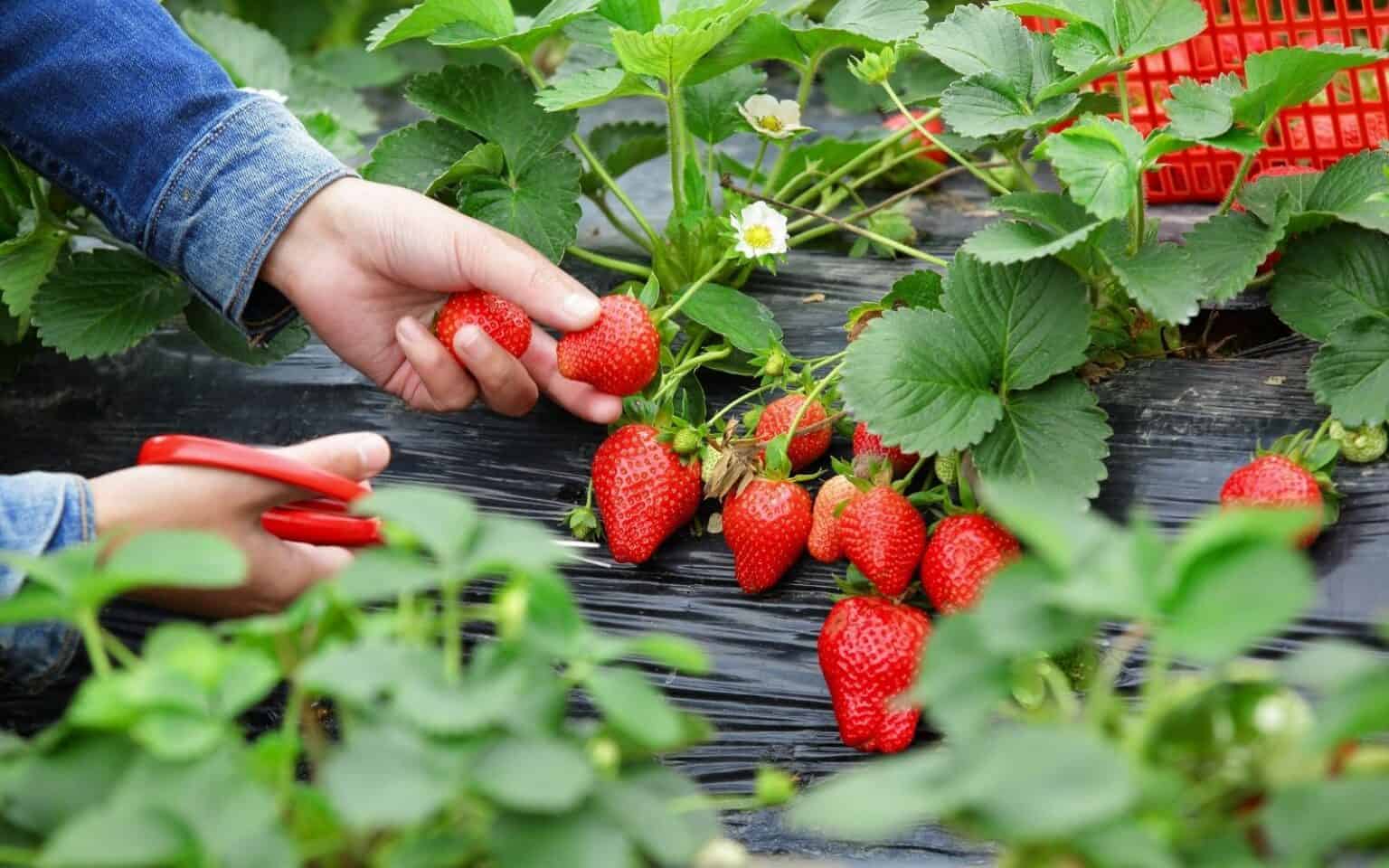 BEST strawberry varieties 🍓🌱 Discover tasty types for your garden