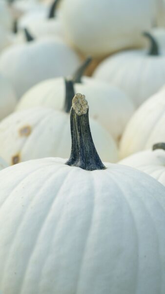 30+ white pumpkins 🎃 ⚪ BEST varieties for ghostly fall decor
