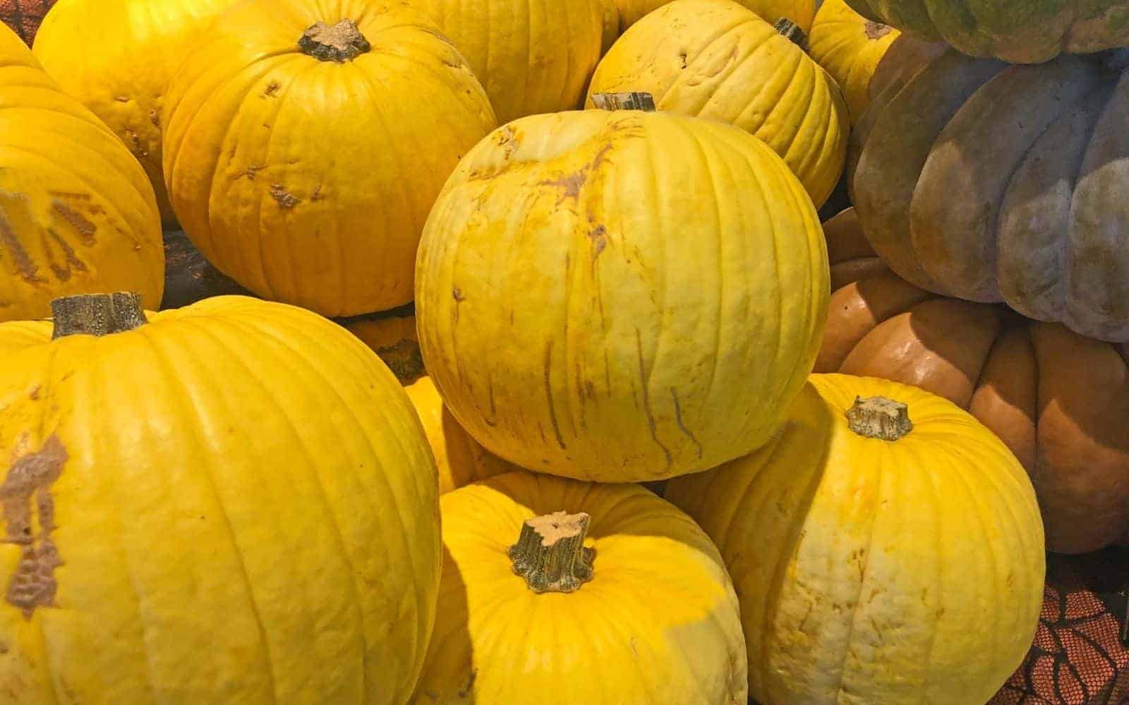 20+ yellow pumpkins 🎃 💛 Discover these cheerful varieties and uses!