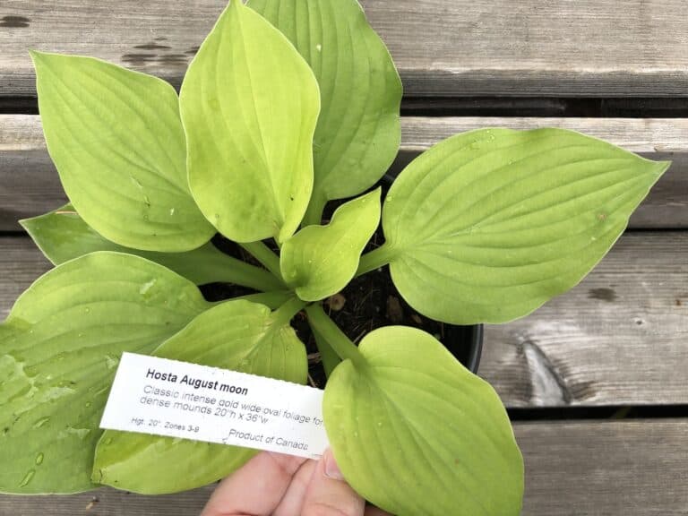 List of hosta varieties 🌱 🌿 Plus which ones are best for your garden