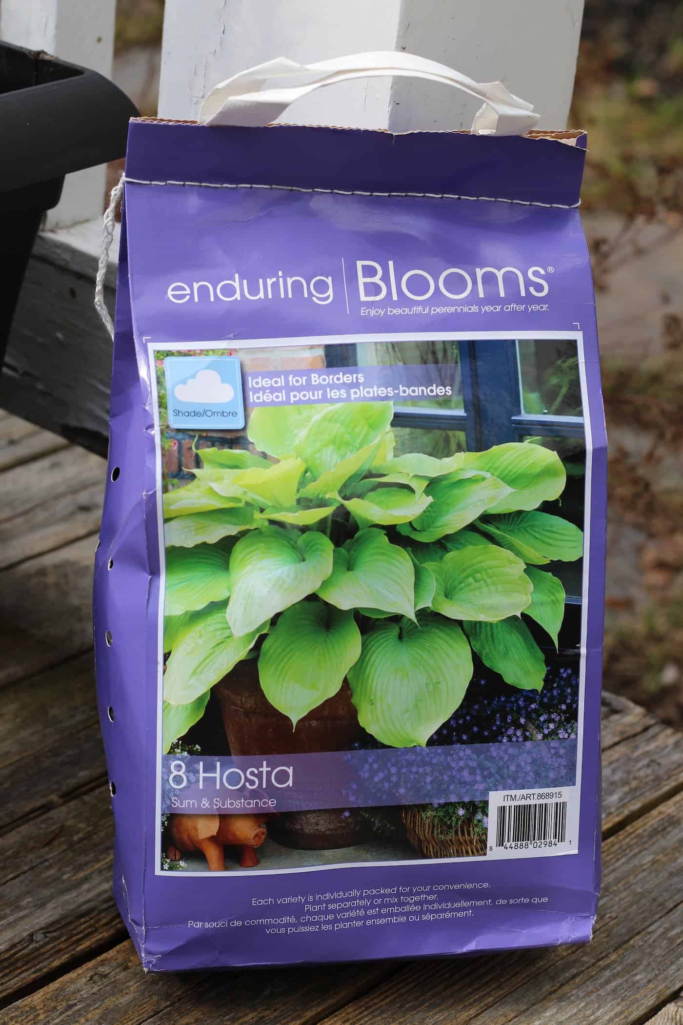 Sum and Substance hosta 🌿 🌱 Unlock tips for robust and healthy plants