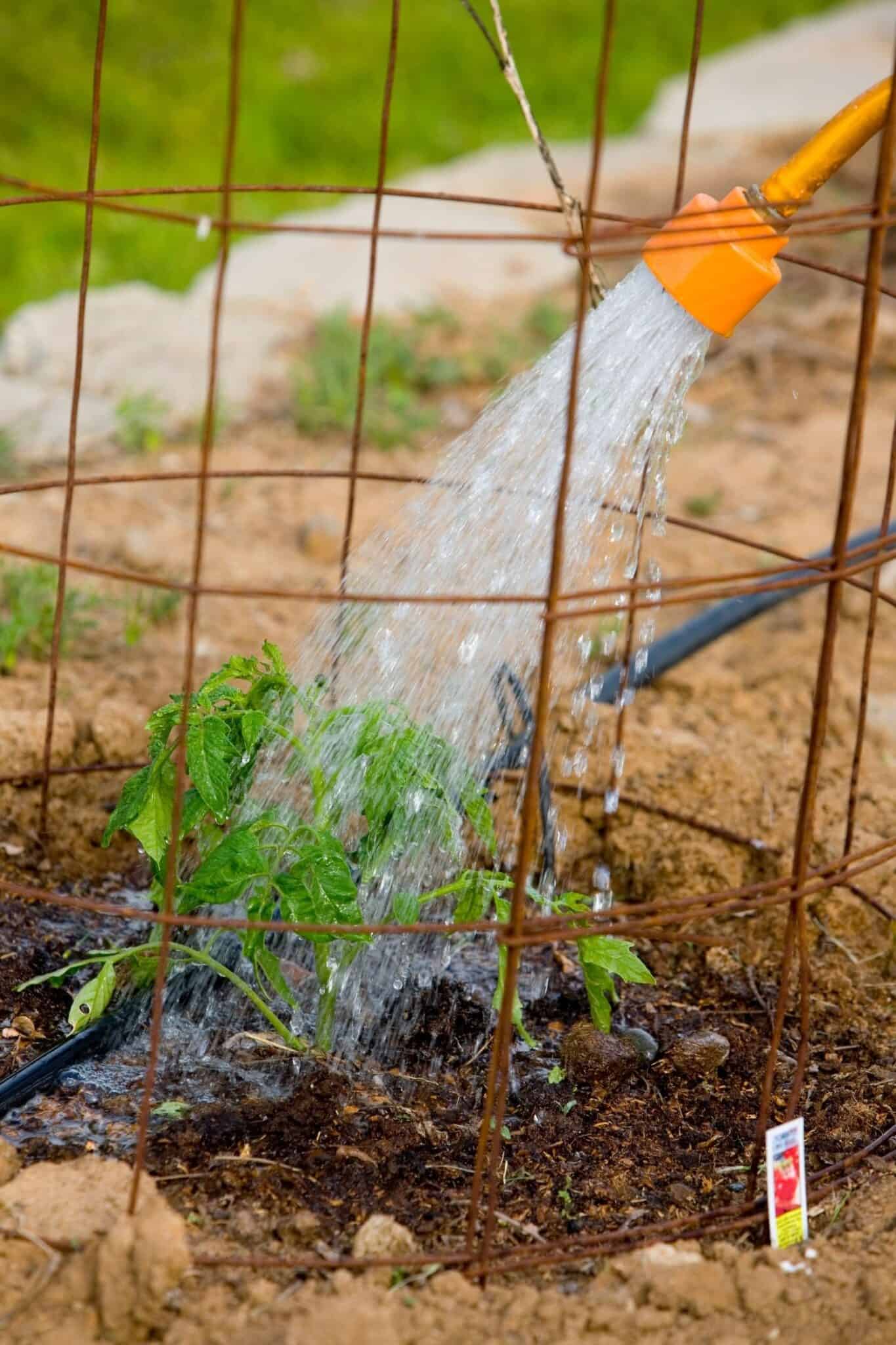 Determinate Tomatoes: Compact, Bush-Type, Bumper-Crop Tomato Varieties