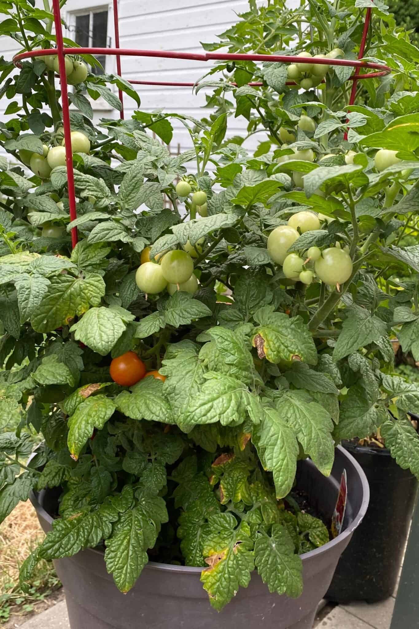 Determinate tomatoes ???????? Discover varieties perfect for compact spaces