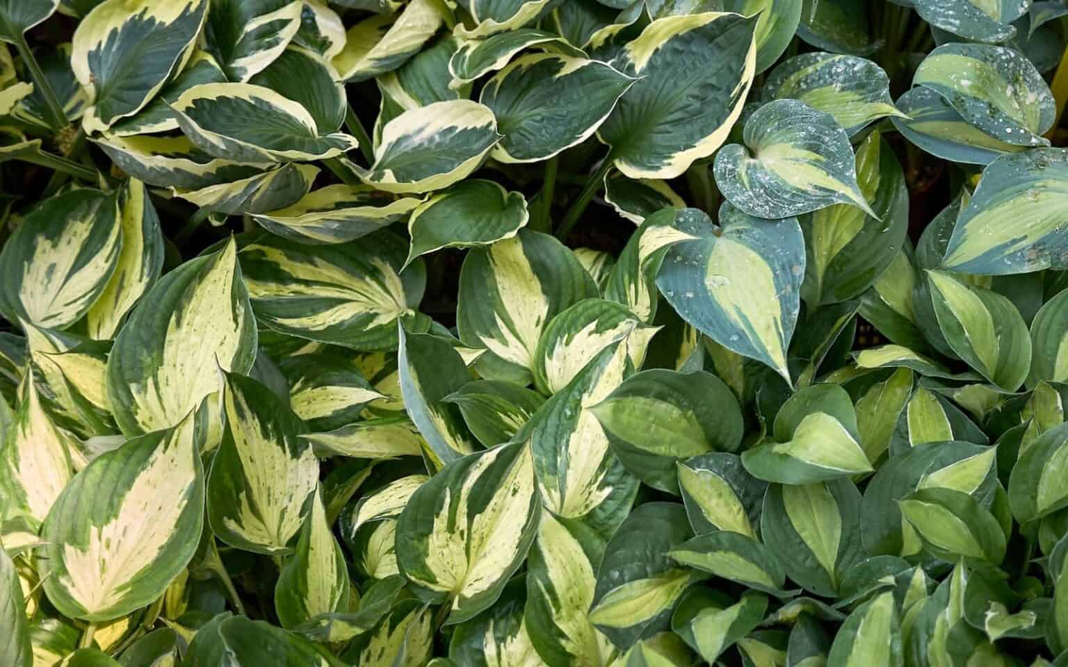 List of hosta varieties 🌱 🌿 Plus which ones are best for your garden
