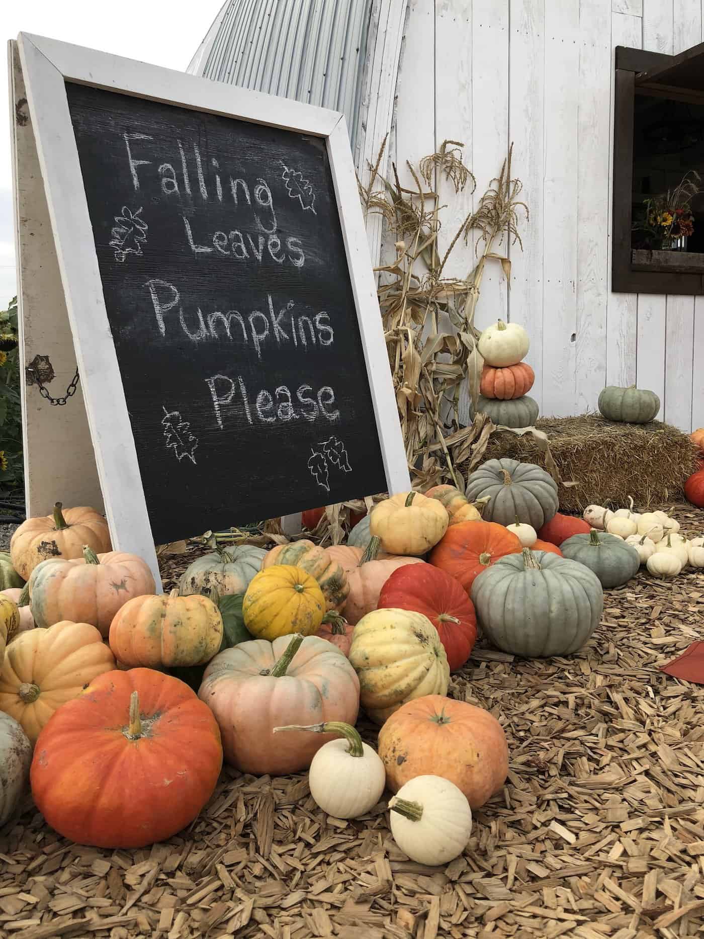 Types of pumpkins 🍂 🎃 Explore the diverse and colorful world of pumpkins!