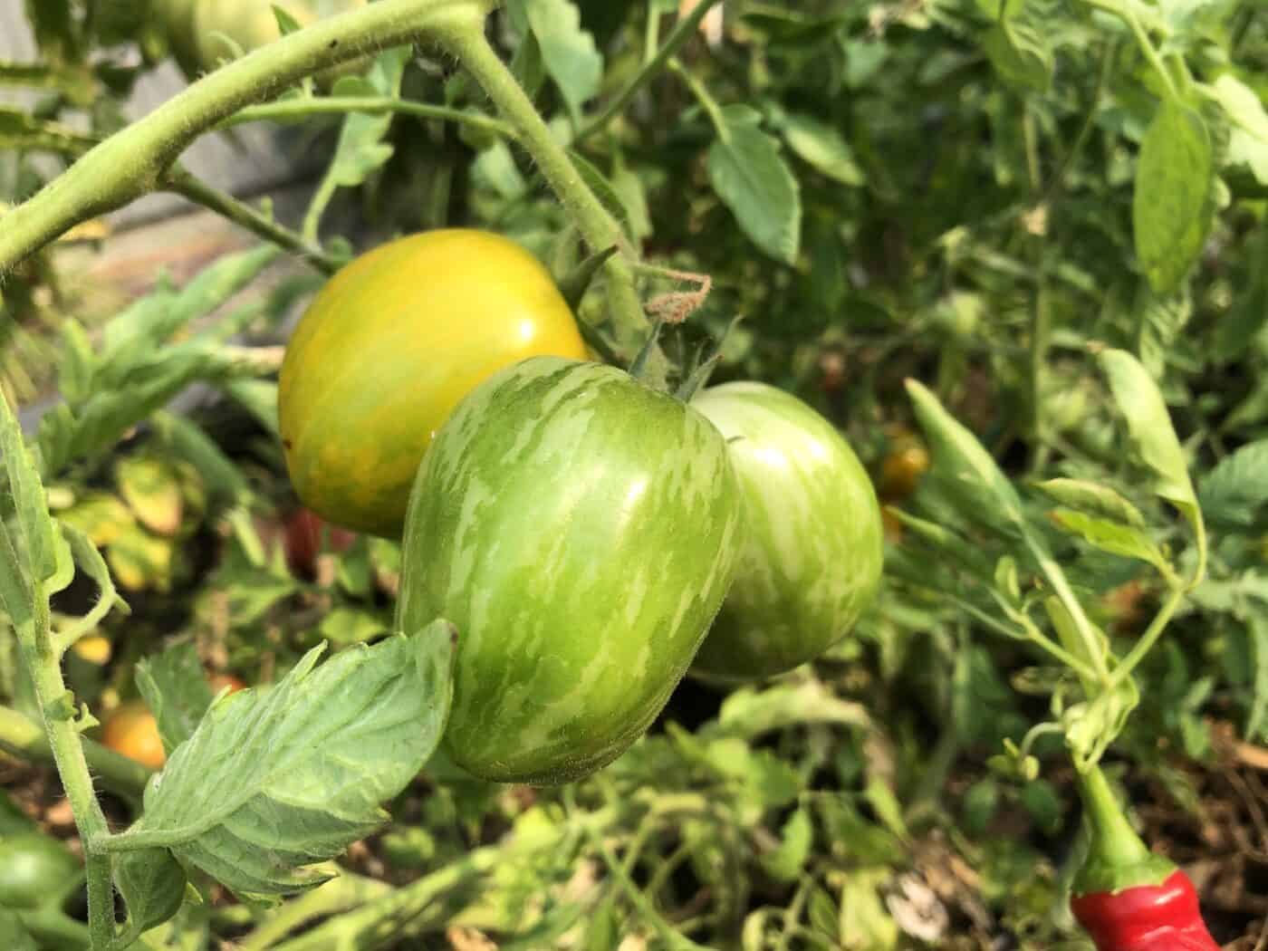 Green Zebra tomato 🌱 🦓 Tips and tricks for cultivating this unique tomato