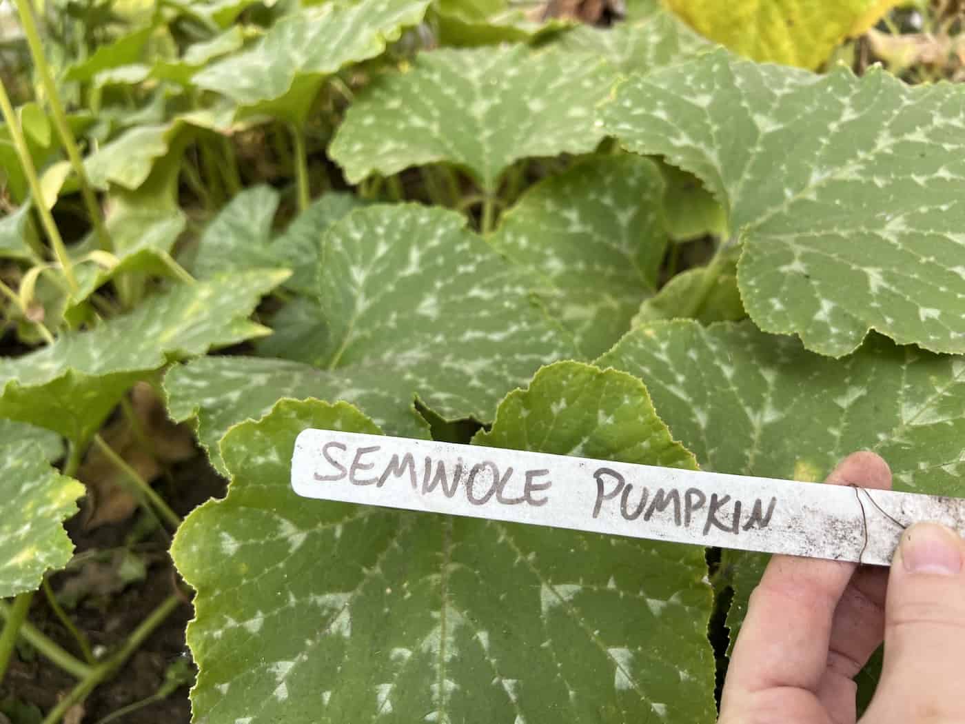 Seminole pumpkin 🌿 🎃 Discover the rich history and versatile uses of ...