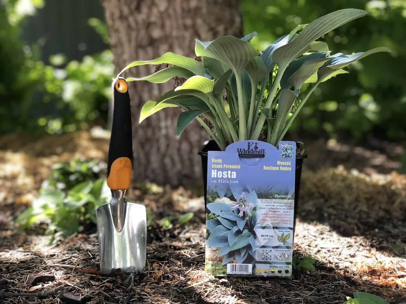 Halcyon hosta 🌿 💙 A guide to growing this unique blue-leaved plant