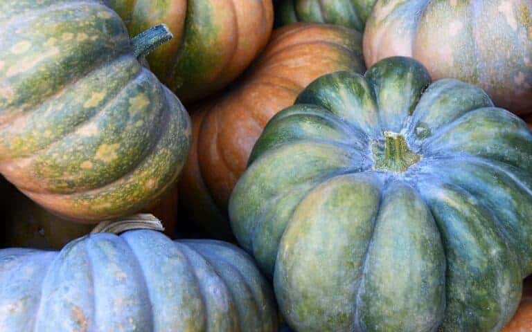 20+ heirloom pumpkins 🍂 🎃 Explore the world of unique shapes and flavors!