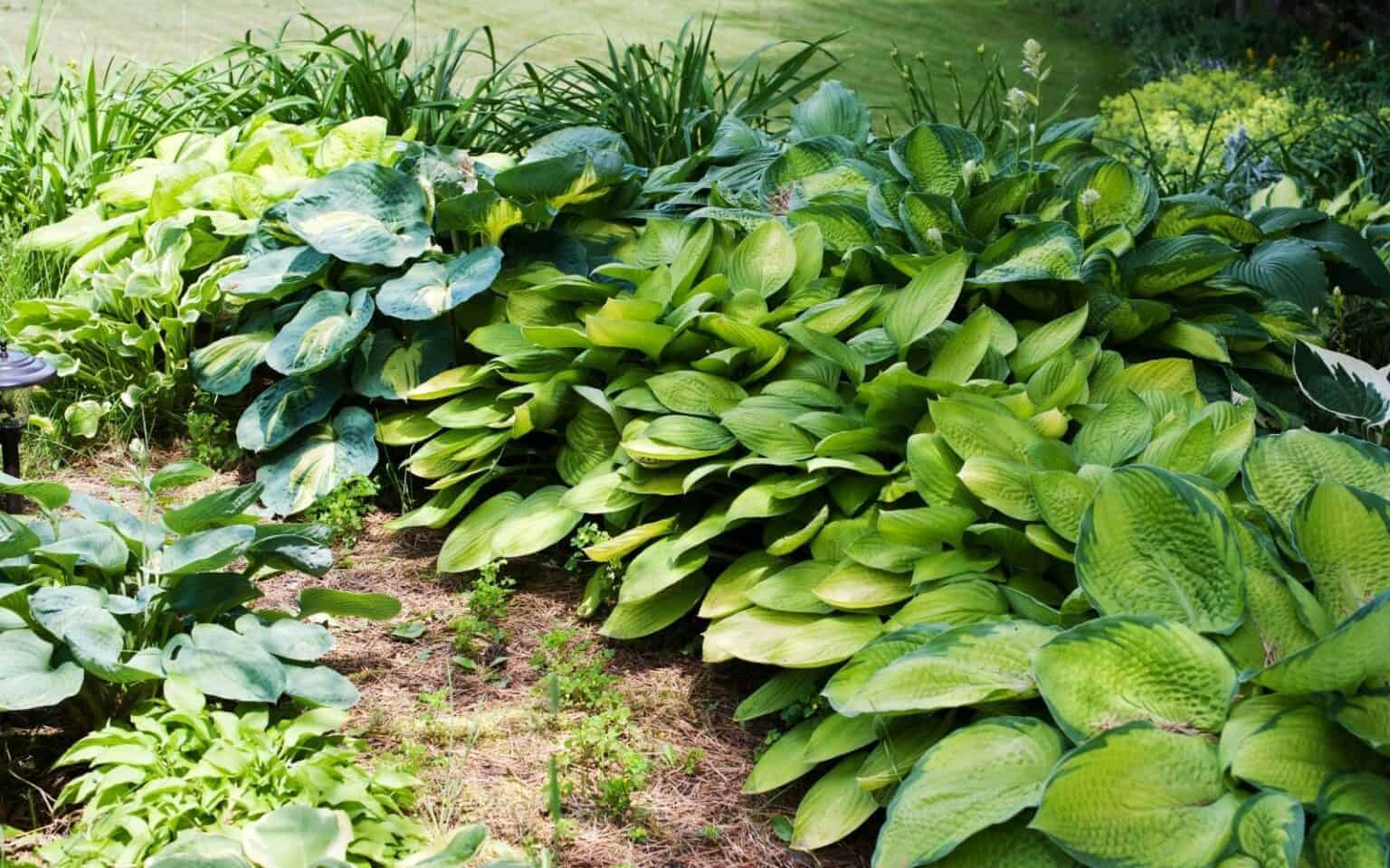 Discover the diverse world of hosta varieties 🌱 🌿 Learn which ones are ...