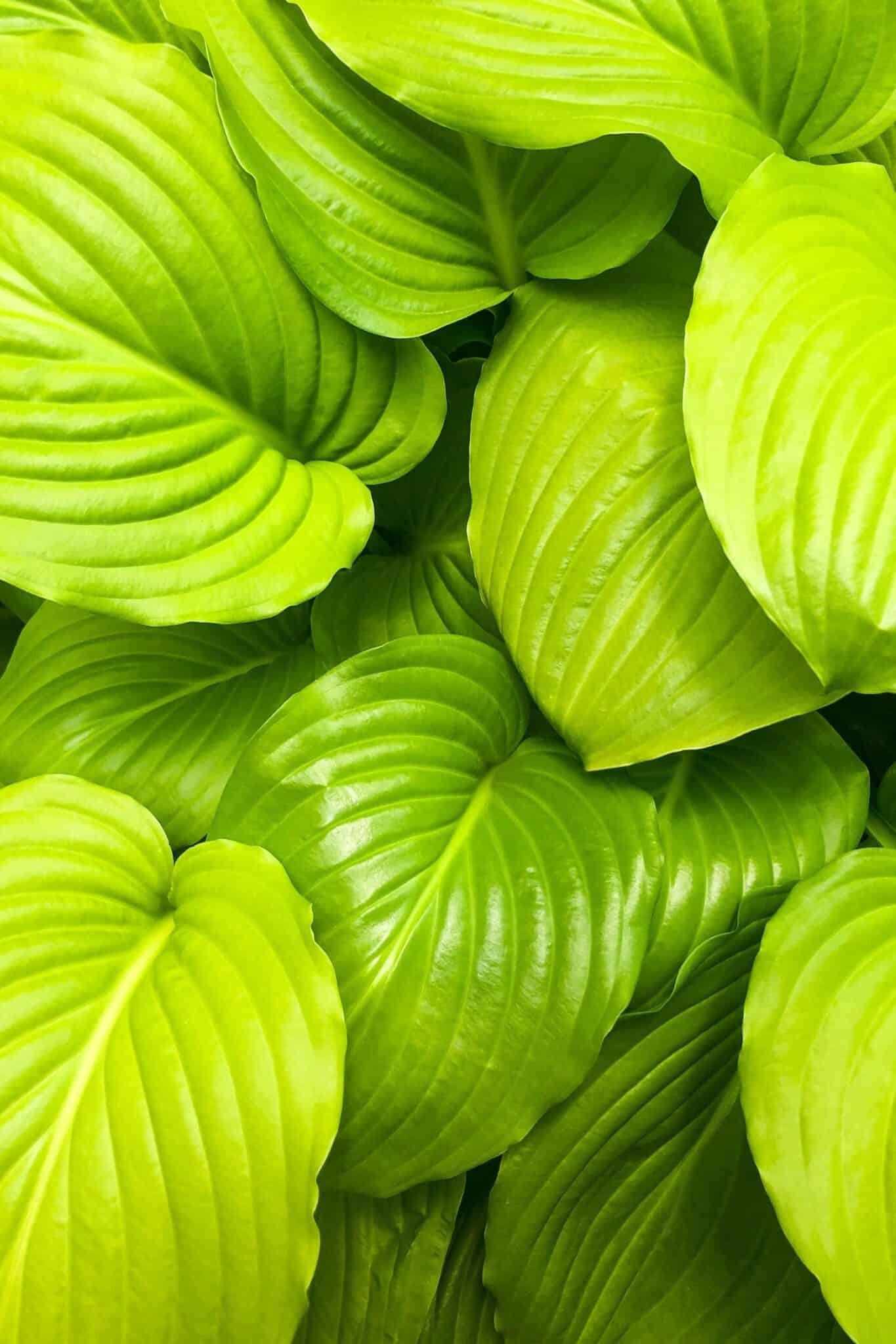 Find the best hostas for sun 🌞 🌿 Discover varieties that thrive and ...