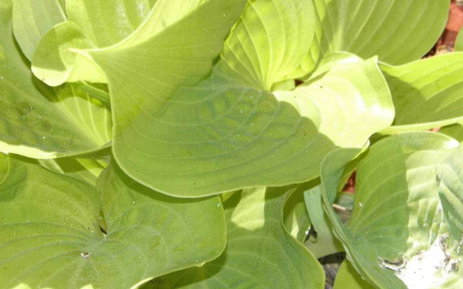Find the best hostas for sun 🌞 🌿 Discover varieties that thrive and ...