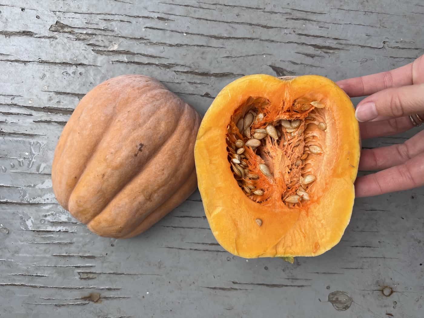 Seminole pumpkin 🌿 🎃 Discover the rich history and versatile uses of ...