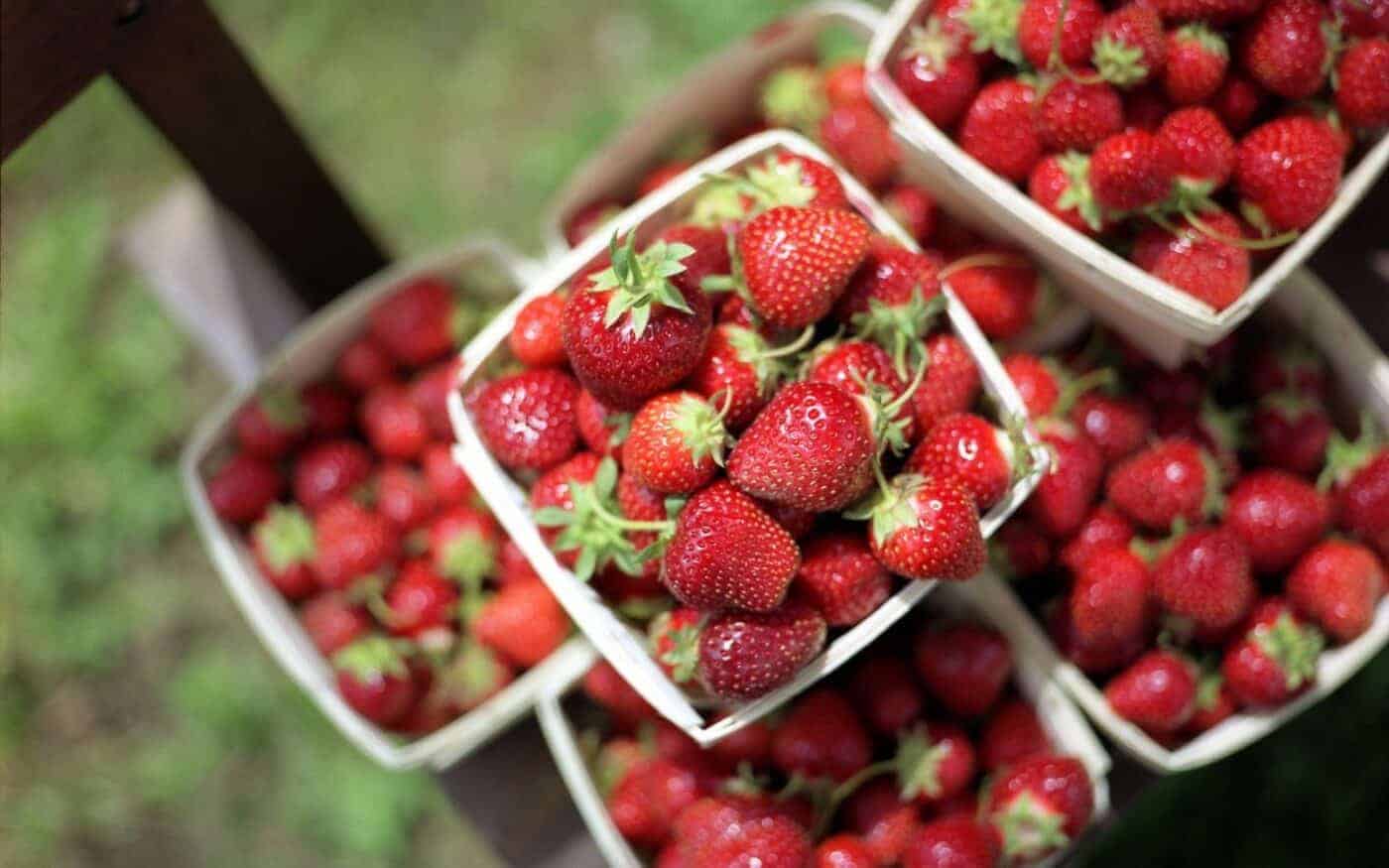 BEST strawberry varieties 🍓🌱 Discover tasty types for your garden