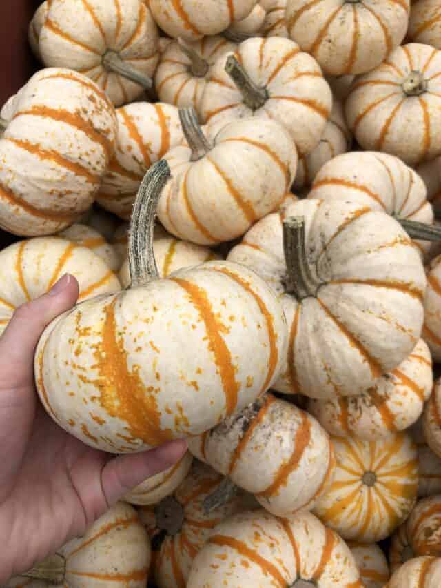 Mini pumpkins 🍂 🎃 BEST varieties to add a touch of autumn to every corner!